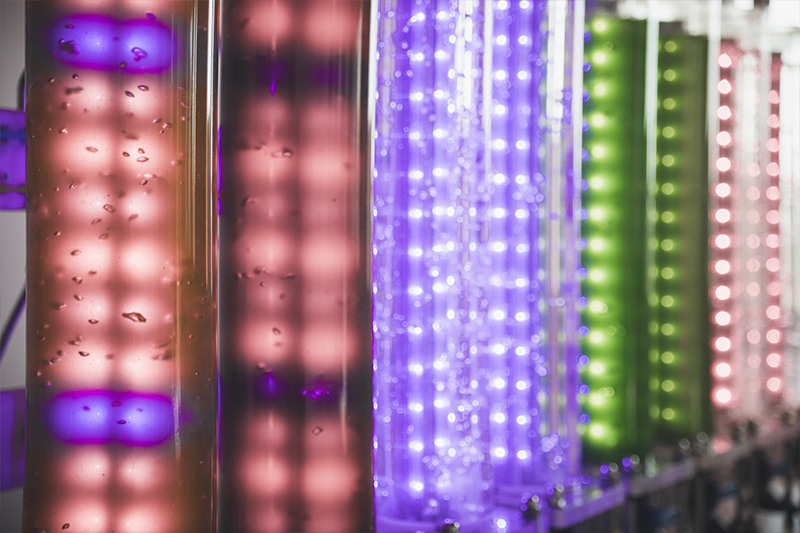 Cultivation of algae in indoor | %%sitename%% | C-LED