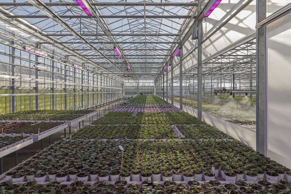 Nuovo progetto per Nozza Luciano Floricoltura | C-LED