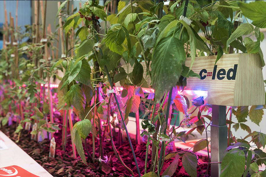 MacFrut 2017, C–LED lights and Growing the stars of the future | C-LED
