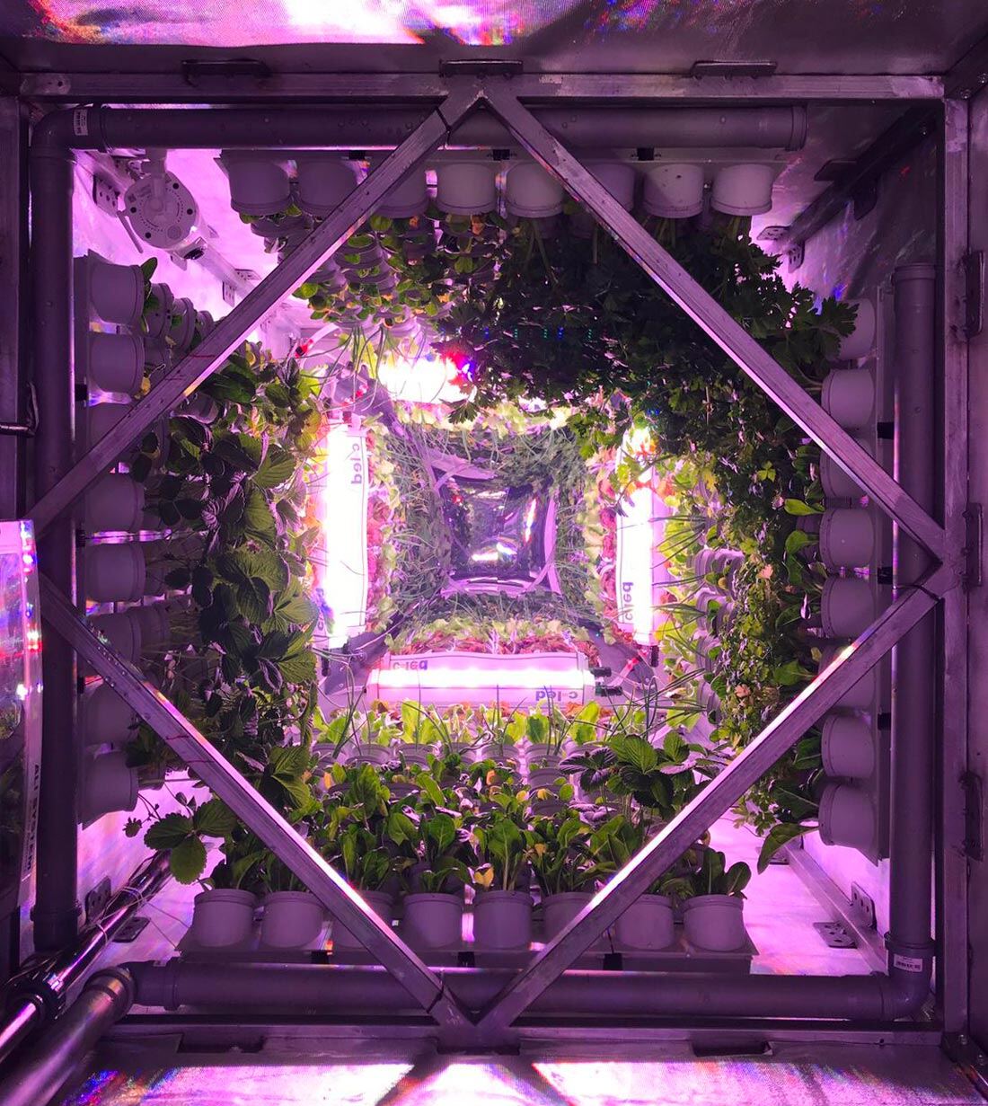 Sustainability: Totem Farm with C-LED, producing food in one square ...